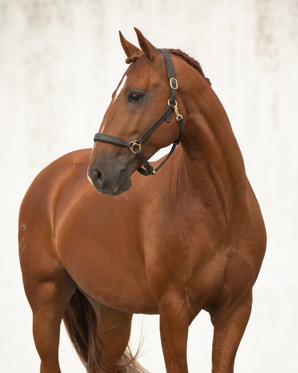 chestnut lusitano